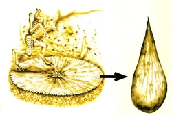 Sunray | Deltora Quest Wiki | Fandom
