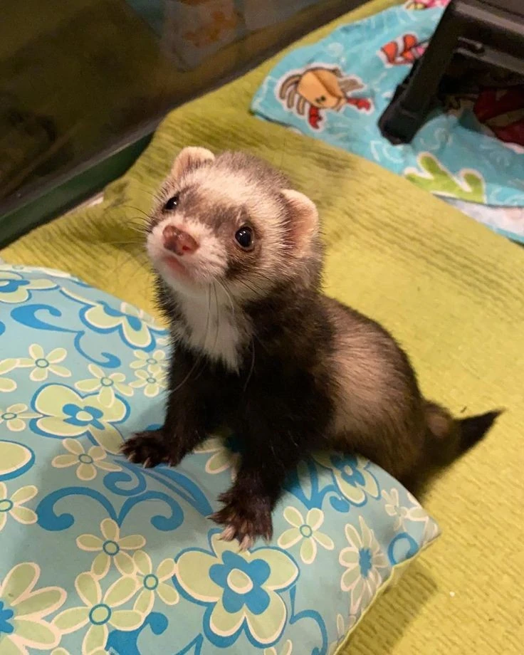 Ferrets | Delusionworld Wiki | Fandom