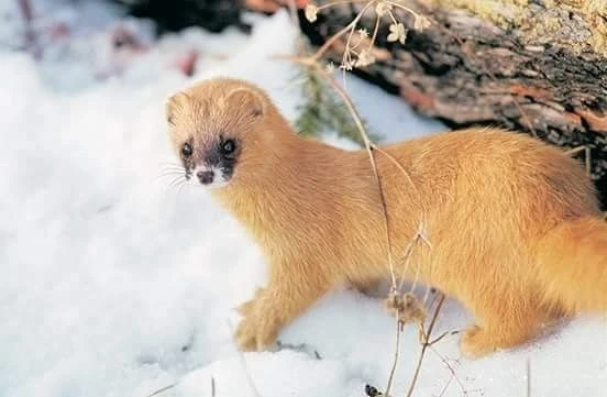 Red Ferrets | Delusionworld Wiki | Fandom