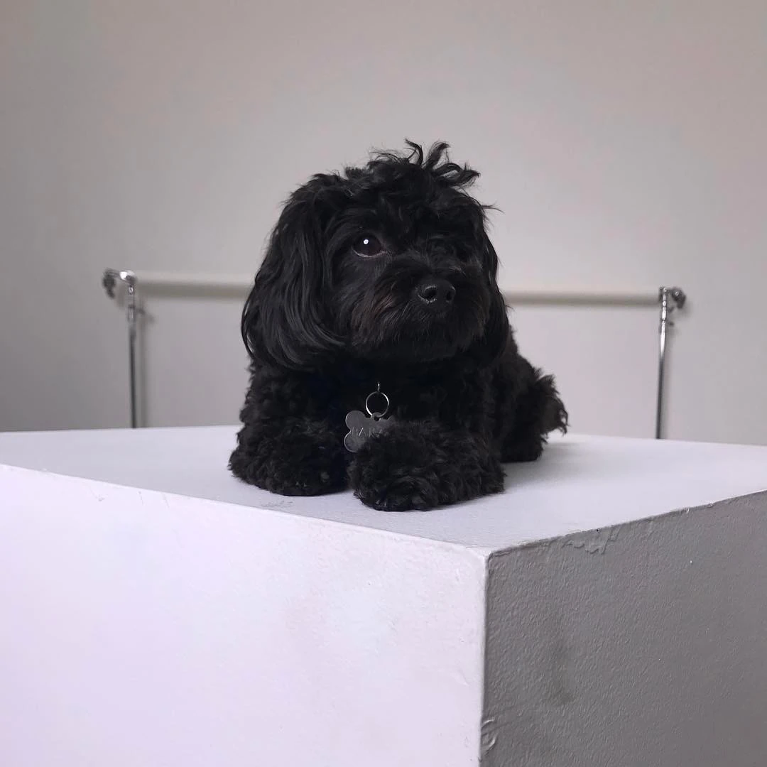 Batman | Demi Lovato Wiki | Fandom