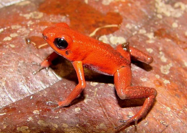 Dendrobatinae | Dendro- Wiki | Fandom