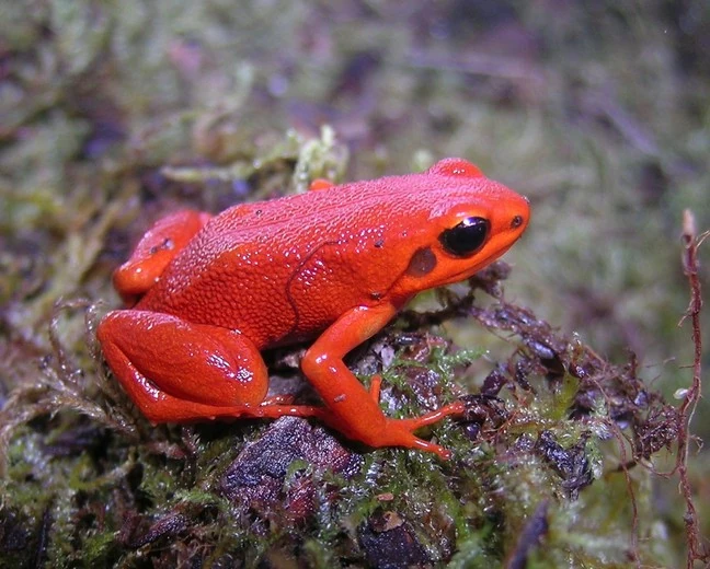 Mantella | Dendro- Wiki | Fandom