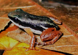 Rainforest Rocket Frog | Dendro- Wiki | Fandom