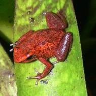 Demonic poison frog | Dendro- Wiki | Fandom