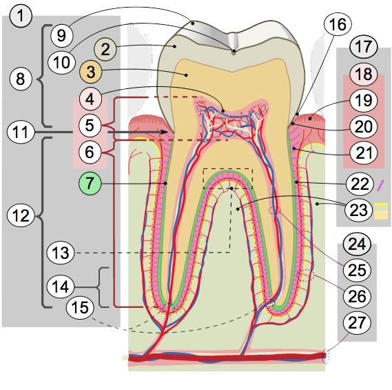Teeth | Dentistry | Fandom