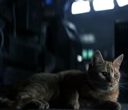 Jonesy | Wiki Depredador AVP | Fandom