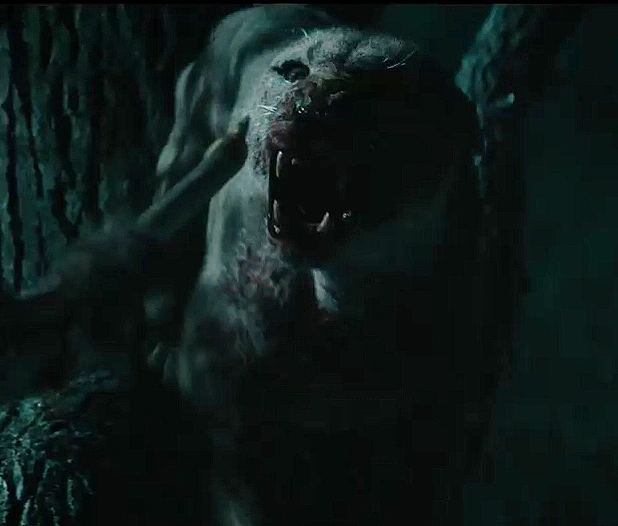 Puma Norteamericano | Wiki Depredador AVP | Fandom