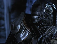 Scar Predator | Wiki Depredador AVP | Fandom