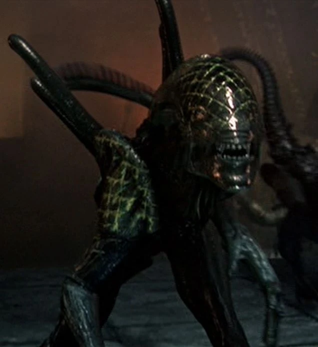 Grid | Wiki Depredador AVP | Fandom