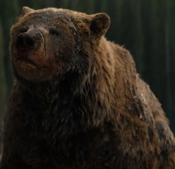 Oso (Prey) | Wiki Depredador AVP | Fandom