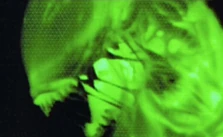 Alien Vision | Wiki Depredador AVP | Fandom