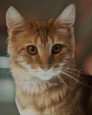 Rascal | Wiki Depredador AVP | Fandom