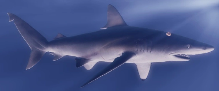 Copper Shark