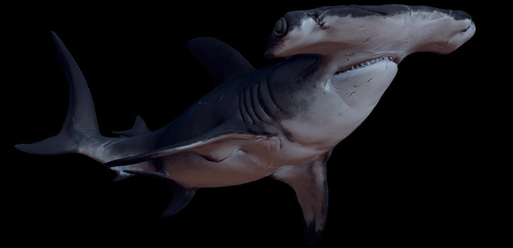 Hammerhead | Depth Wiki | Fandom