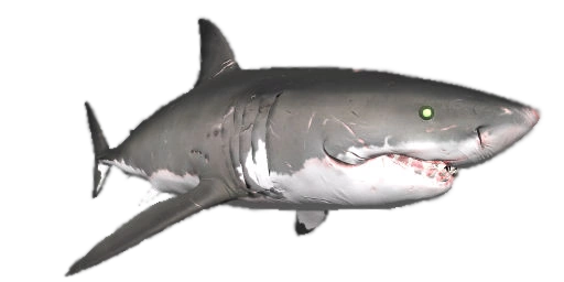 Shark Species | Depth Wikia | Fandom