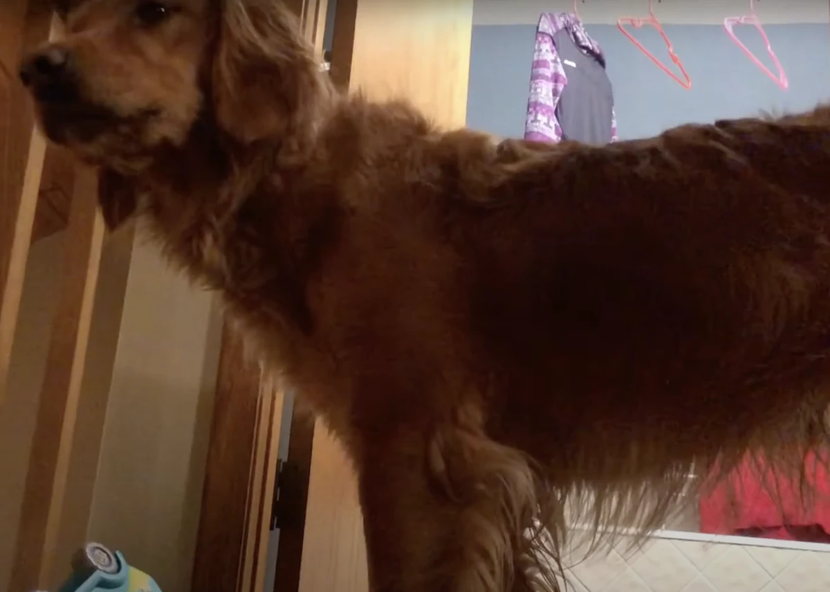 Stella (Former Universe) | DERF PRODUCTIONS Wiki | Fandom