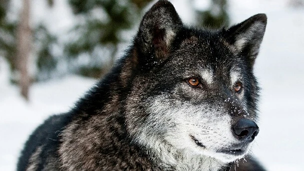 Sondages Meute des Alphas | Wiki Des Loups | Fandom
