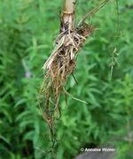 Potion Ingredients | Destined-The Next Generation of Charmed Wiki | Fandom