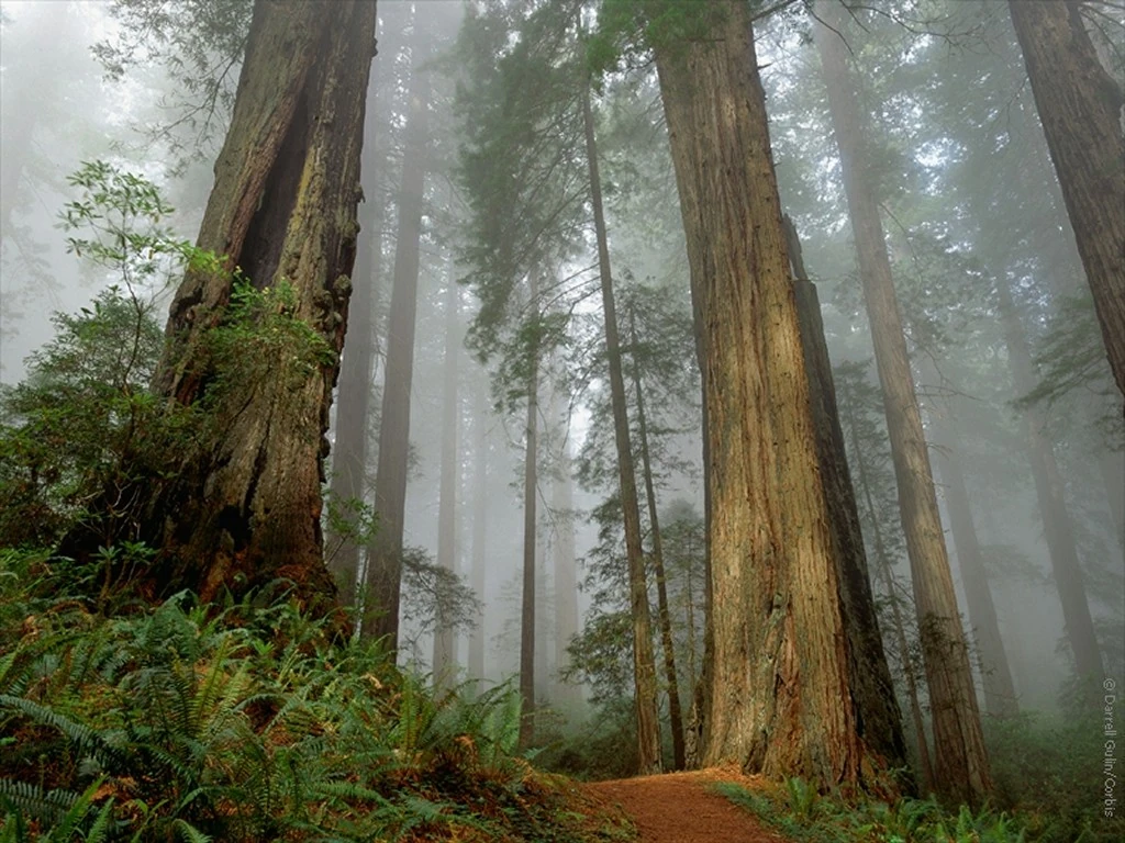 Red Woods | Destiny and Faith Wiki | Fandom