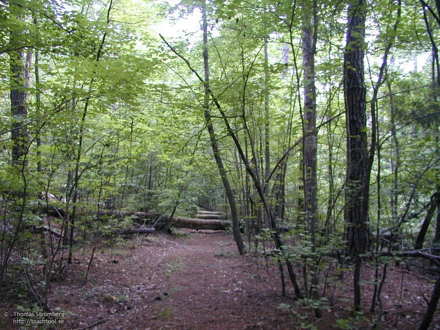 Forest | Destiny and Faith Wiki | Fandom