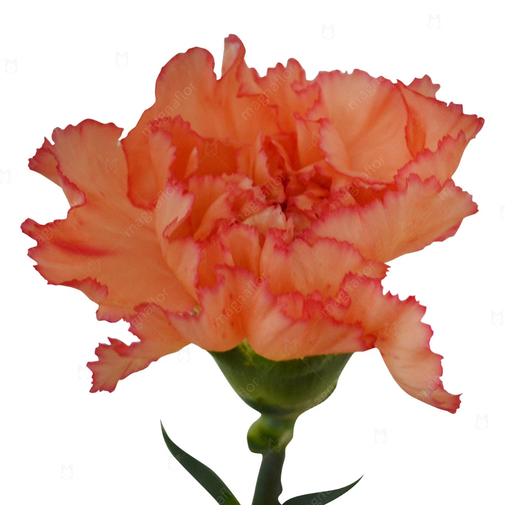 Carnation | Deusturr Wiki | Fandom