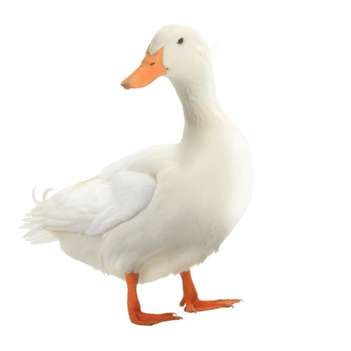 Duckerz | Devil ST Penguin Wiki | Fandom