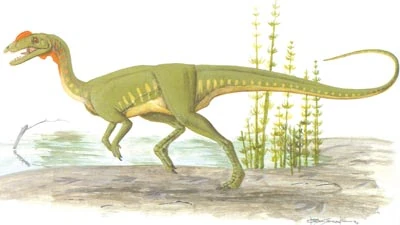 Syntarsus