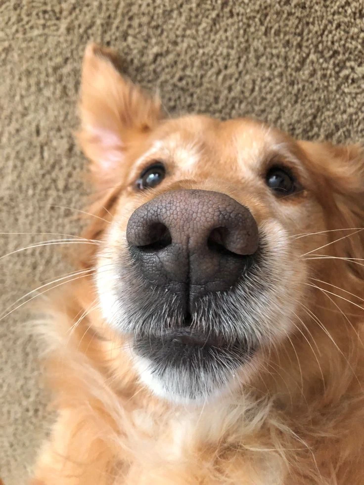 Jesse (the dog) | Devonsville Wiki | Fandom