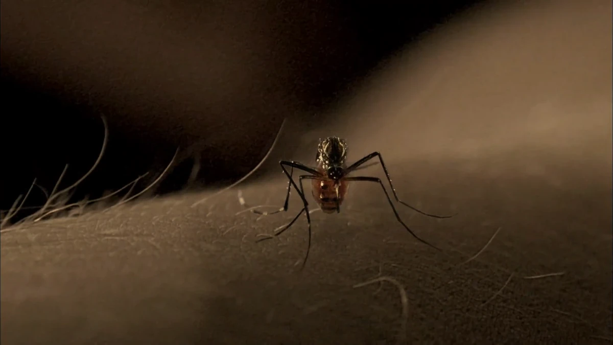 Category:Animals | Dexter Wiki | Fandom