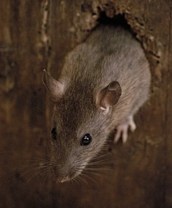 Rats | Dexter Wiki | Fandom