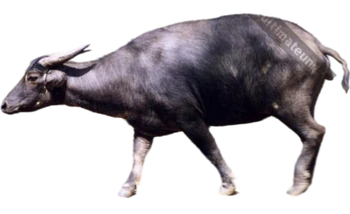 Ryan | Dexters Laboratory The Movie 2025 Wiki | Fandom