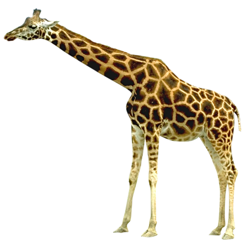 Troy | Dexters Laboratory The Movie 2025 Wiki | Fandom