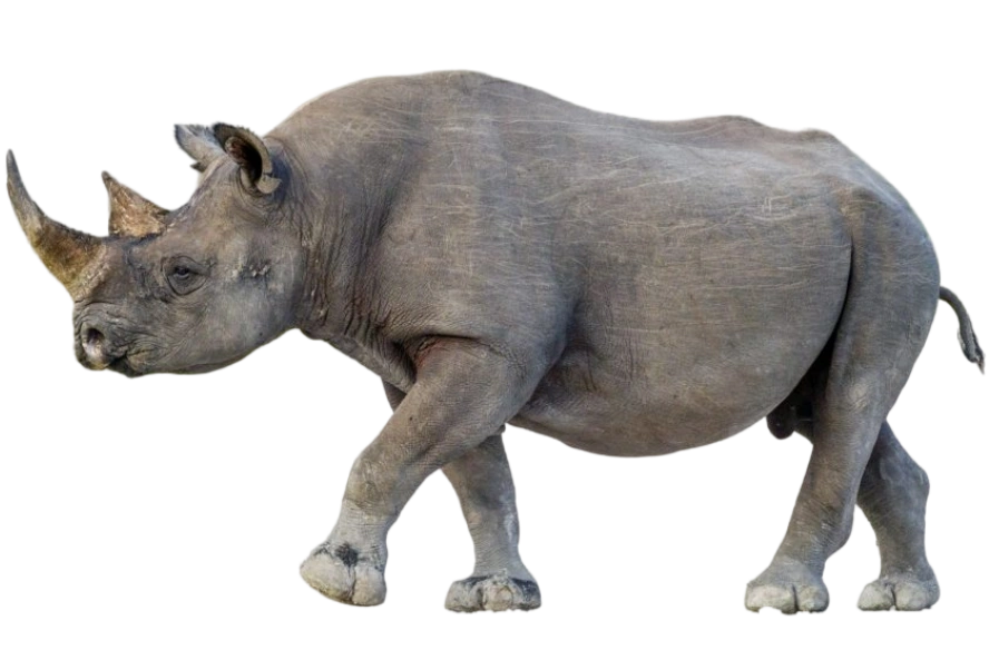 Janja | Dexters Laboratory The Movie 2025 Wiki | Fandom