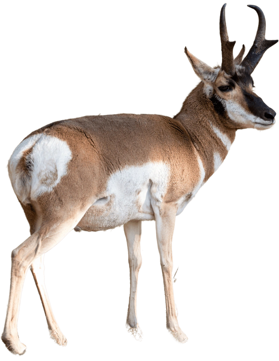 Fabio | Dexters Laboratory The Movie 2025 Wiki | Fandom