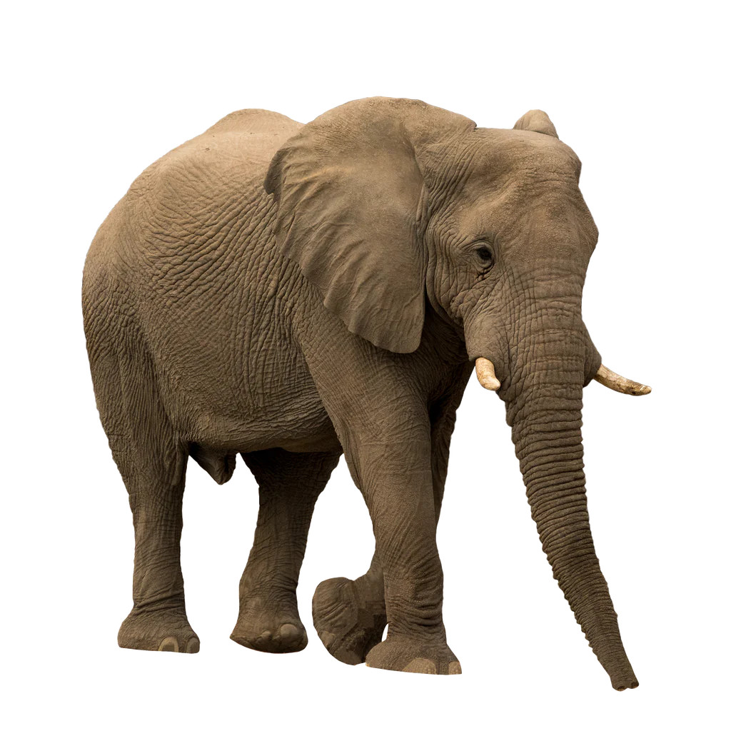 Snouter | Dexters Laboratory The Movie 2025 Wiki | Fandom