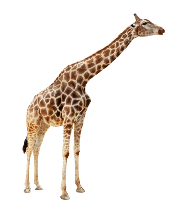 Boris | Dexters Laboratory The Movie 2025 Wiki | Fandom