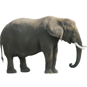 Hathi | Dexters Laboratory The Movie 2025 Wiki | Fandom