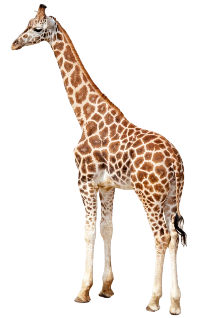 Jim | Dexters Laboratory The Movie 2025 Wiki | Fandom