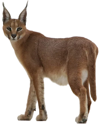 Floppa | Dexters Laboratory The Movie 2025 Wiki | Fandom