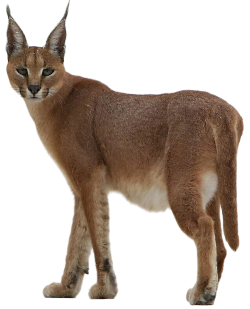 Floppa | Dexters Laboratory The Movie 2025 Wiki | Fandom