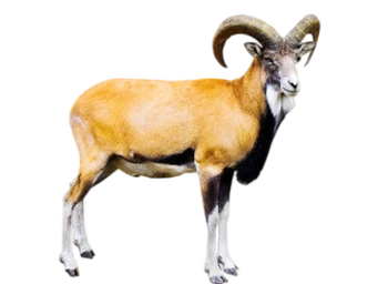 Shadow | Dexters Laboratory The Movie 2025 Wiki | Fandom