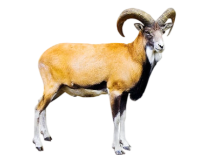 Shadow | Dexters Laboratory The Movie 2025 Wiki | Fandom