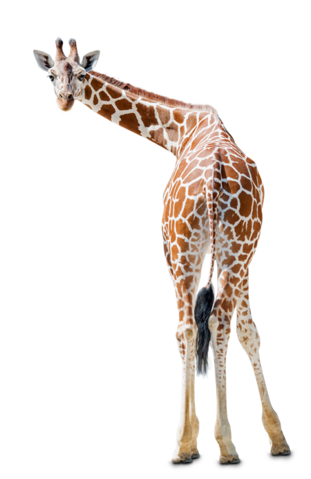 Walter | Dexters Laboratory The Movie 2025 Wiki | Fandom