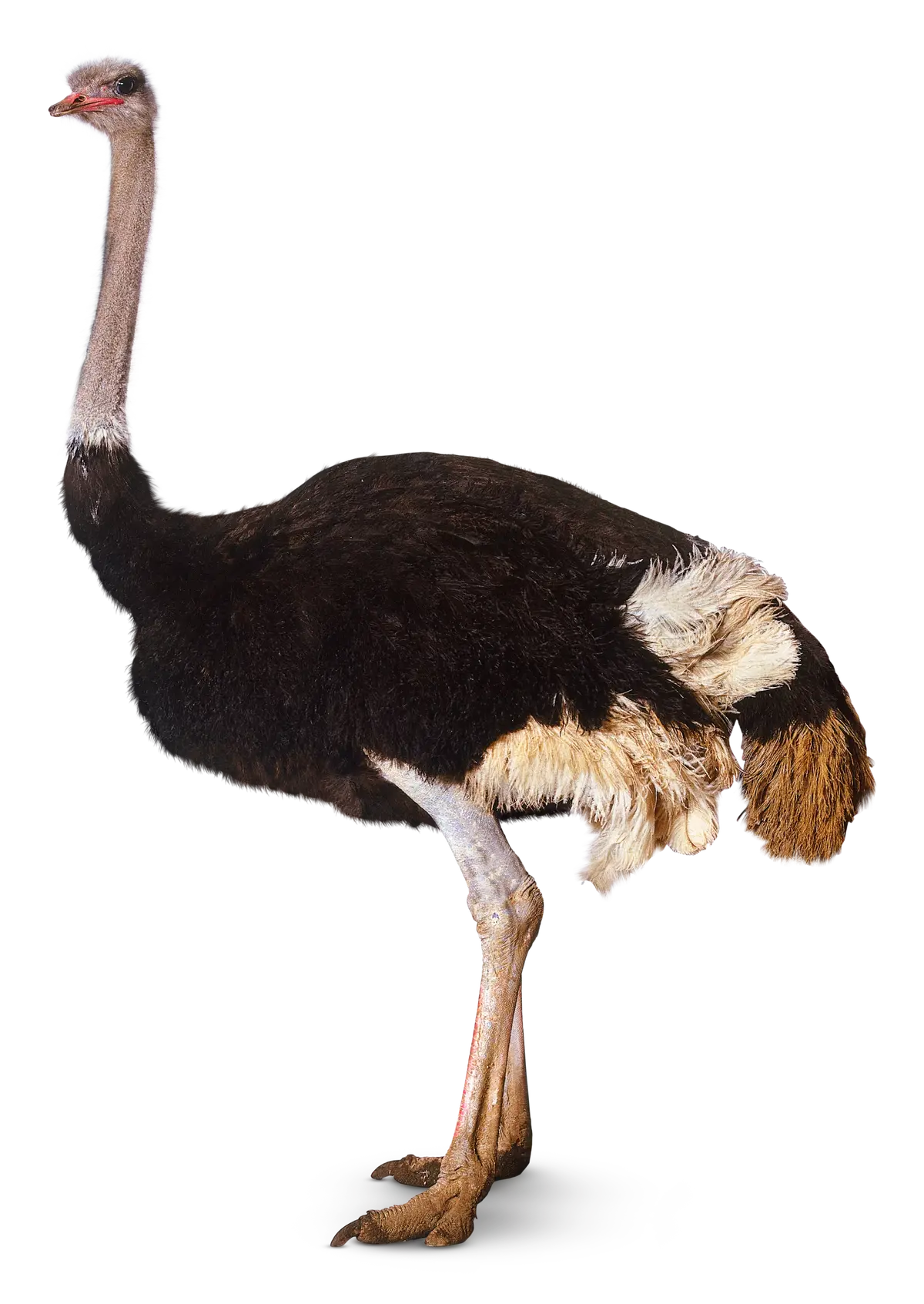 Lisa | Dexters Laboratory The Movie 2025 Wiki | Fandom