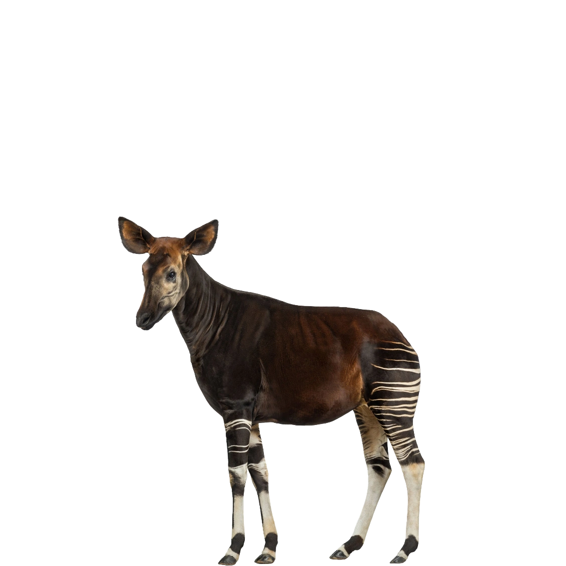 Alan | Dexters Laboratory The Movie 2025 Wiki | Fandom