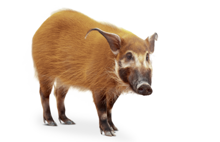 Azuz | Dexters Laboratory The Movie 2025 Wiki | Fandom