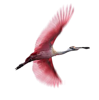 Rudy | Dexters Laboratory The Movie 2025 Wiki | Fandom