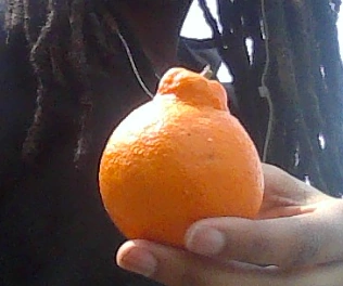 What even is this orange | Fandom