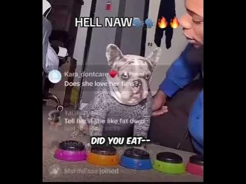 This dog really just said hell to the naw 😭 | Fandom