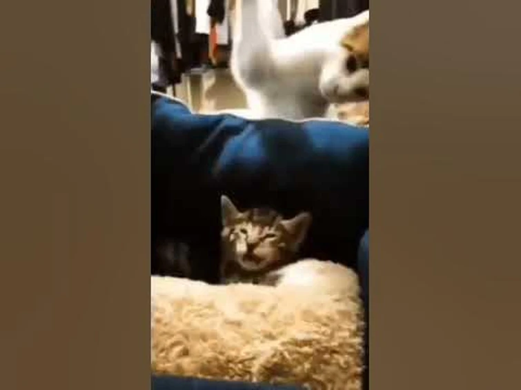 In Memory of Kenpachiro Satsuma (1948-2023) | Fandom